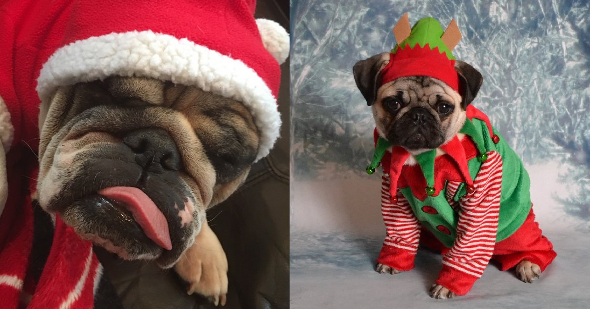 26 Beautiful Dog Photos That Will Literally Brighten Up Your Merry ...