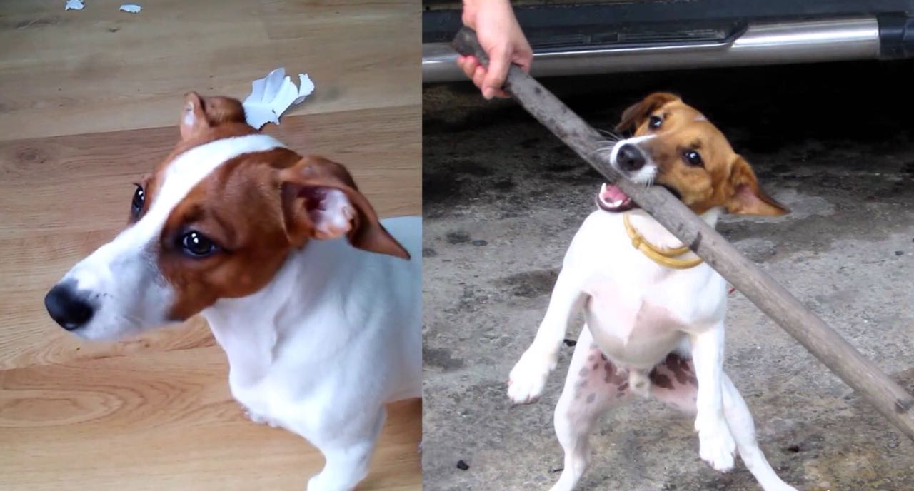 15 Photos That Prove That Jack Russells Are The Worst Dogs On Earth ...