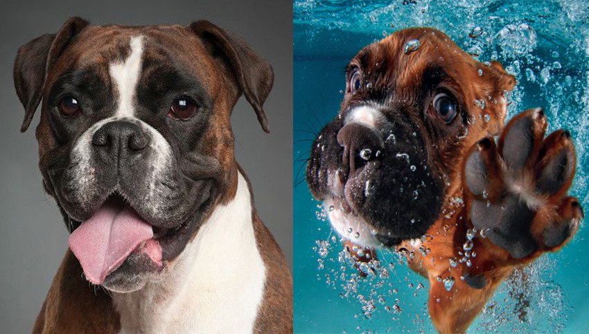 7 Reasons Why Boxer Are Perfect - SonderLives