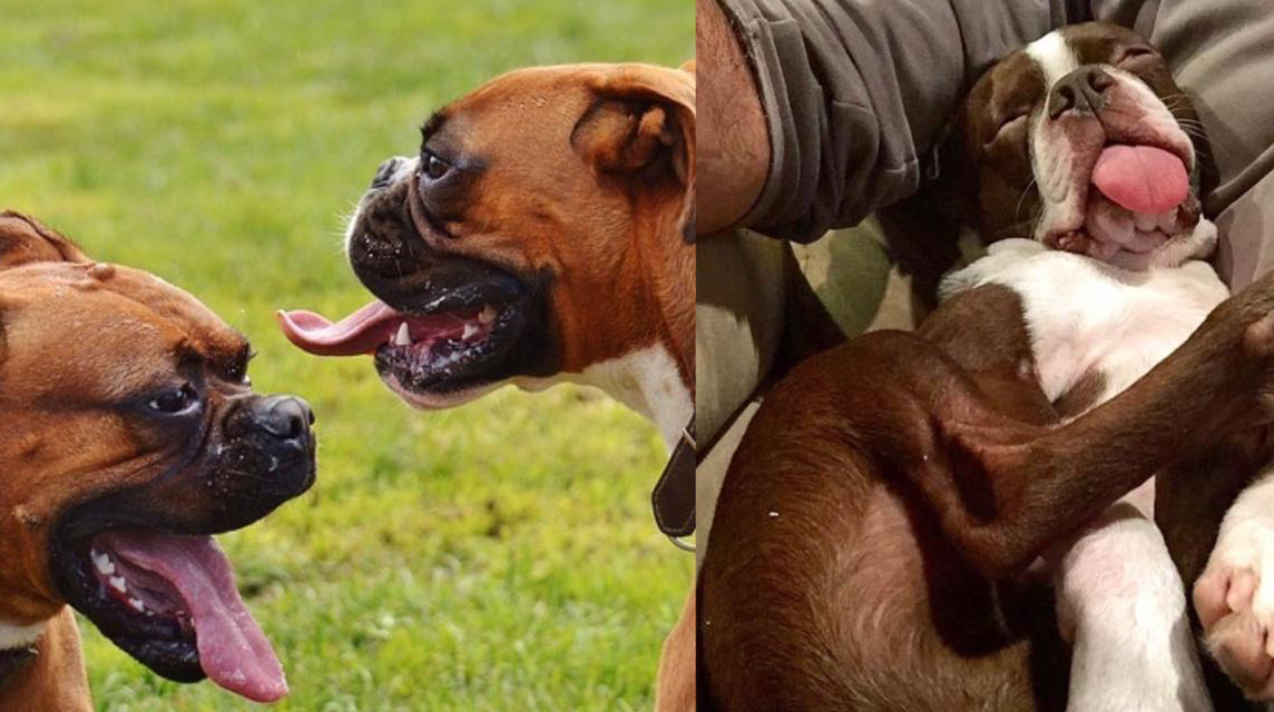 Science Confirms For Boxers Their Humans Are Their Parents. - SonderLives