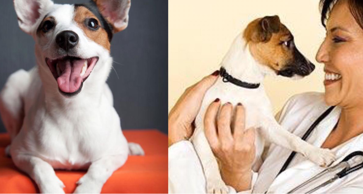 Science Confirms For Jack Russells Their Humans Are Their Parents ...