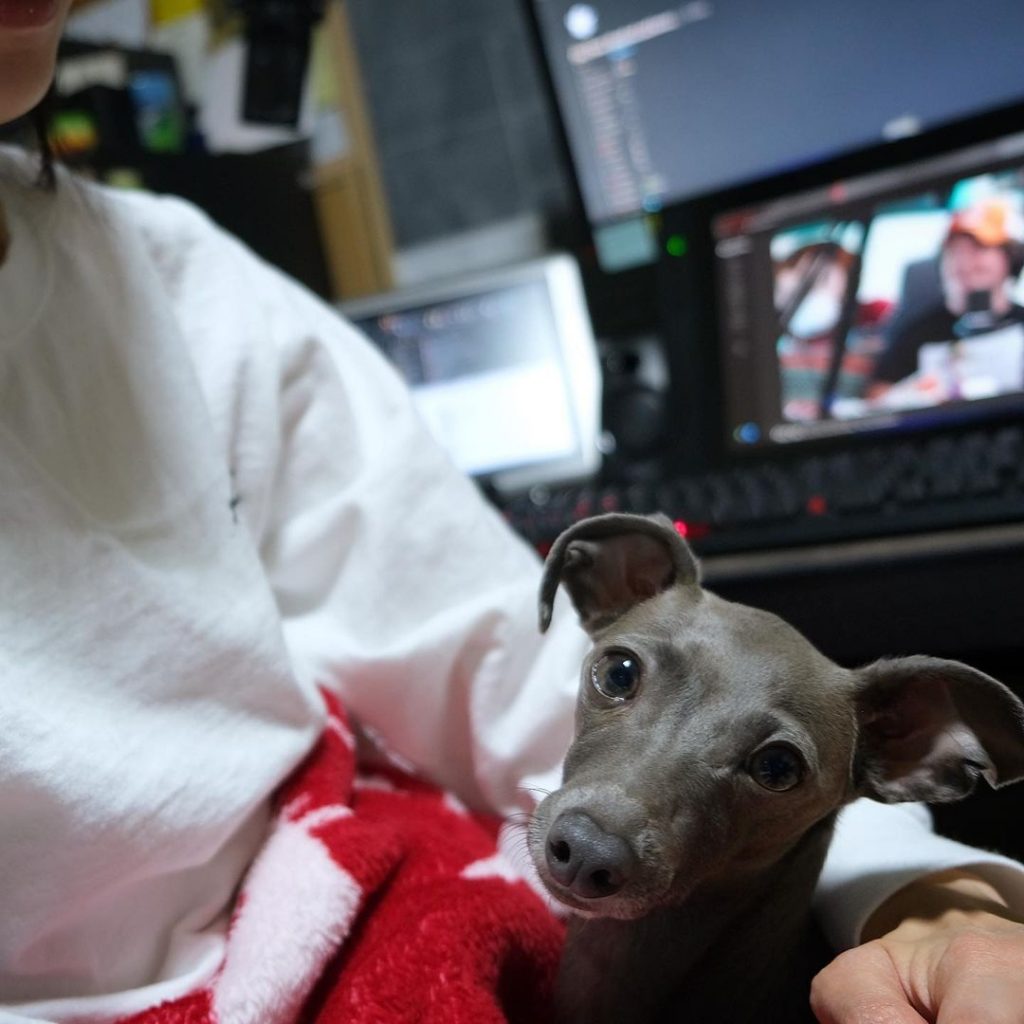 How Much Food Should My Italian Greyhound Puppy Eat. - SonderLives
