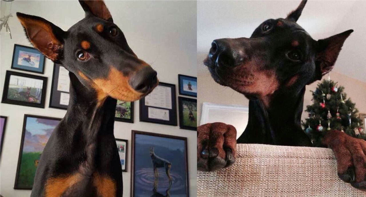 Are Dobermans Hyper